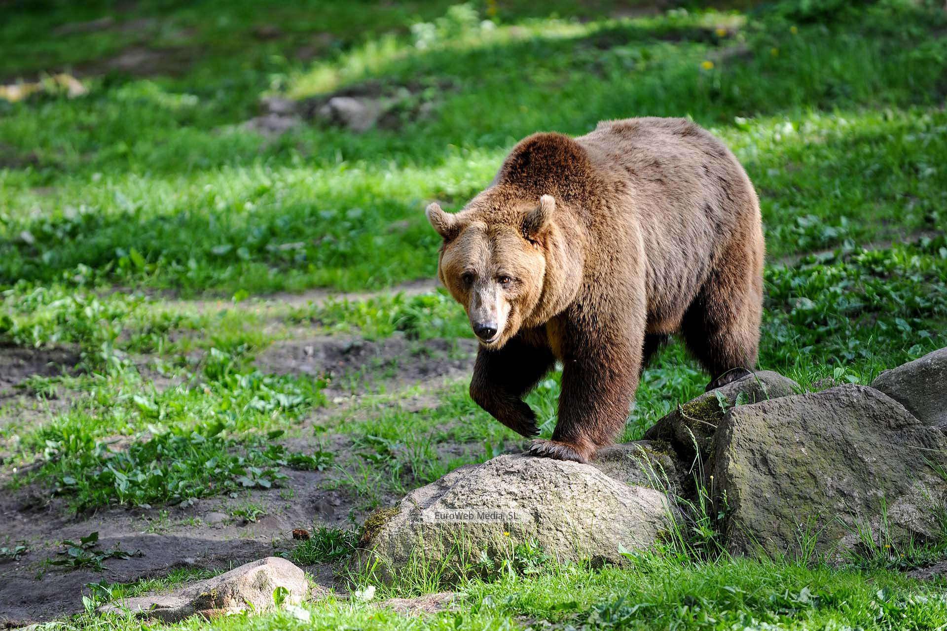 Oso pardo