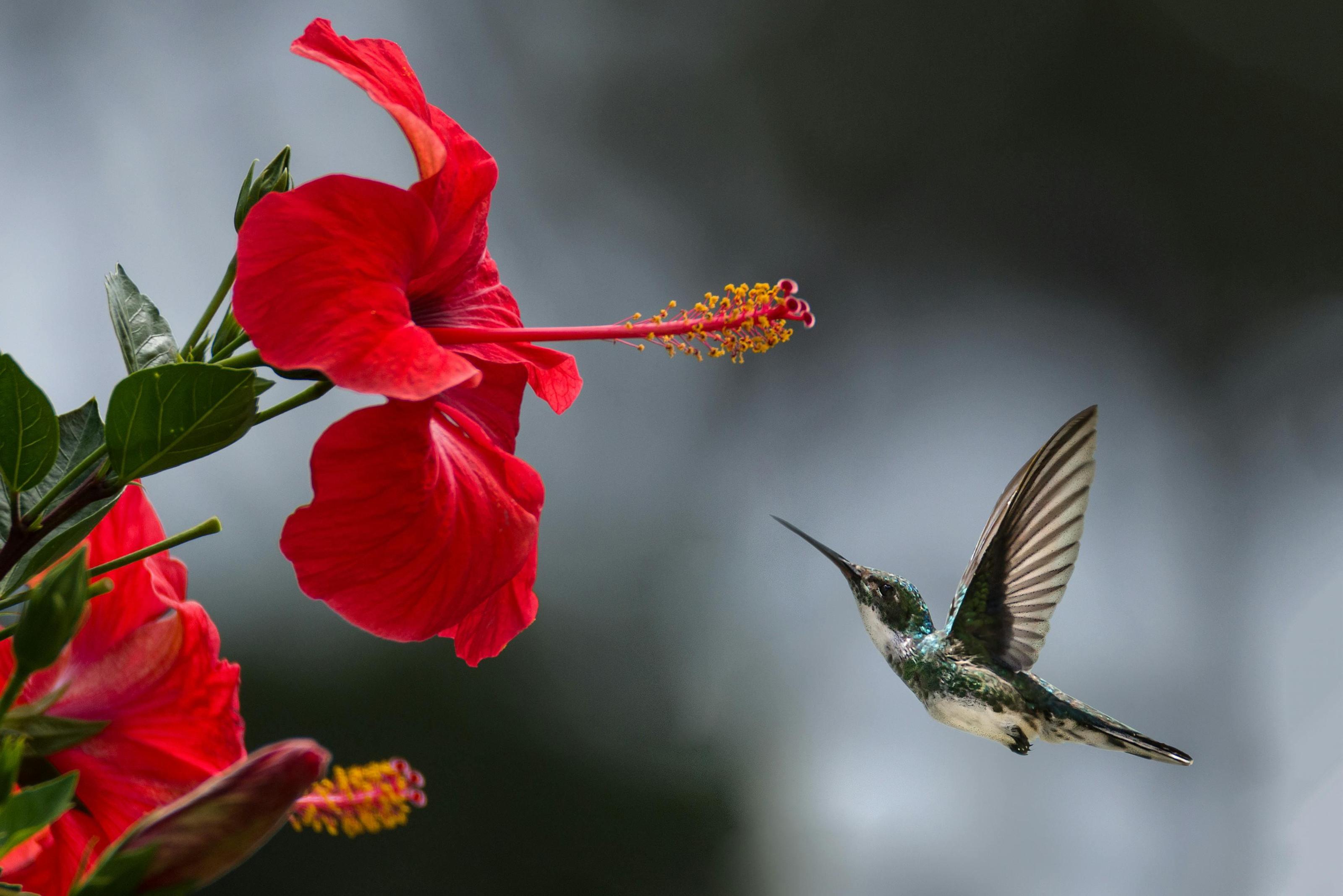 Renunciation and the Meaning of Existence