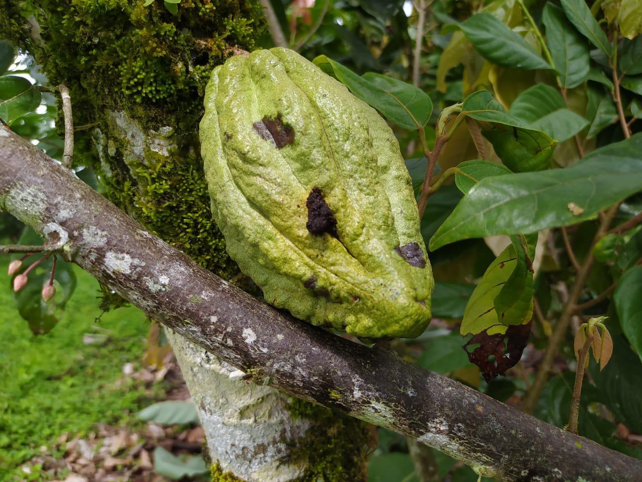 El Pasador de la Mazorca del cacao o Carmenta Negra