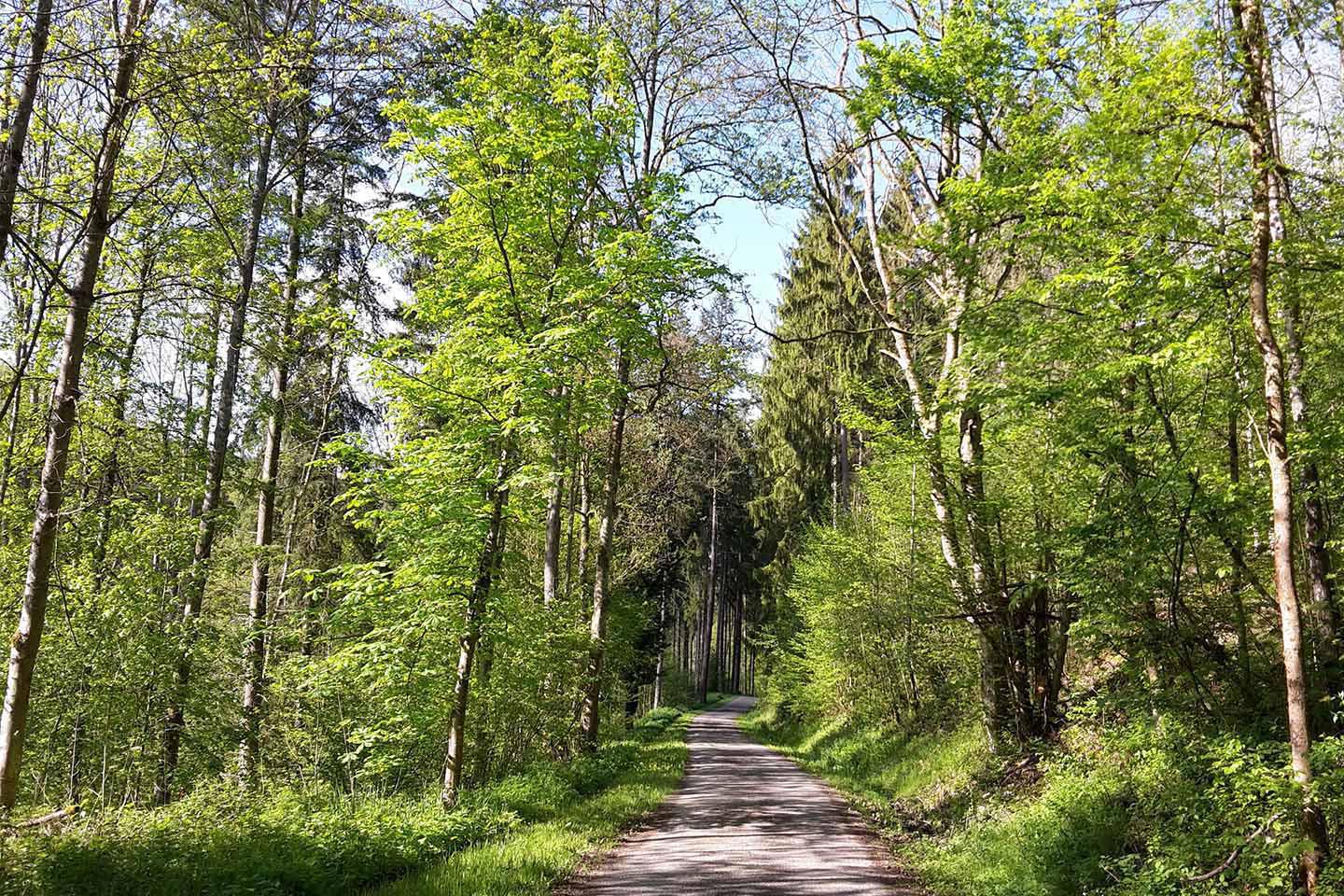 PR AS-240. Senda verde Bárcena - Olloniego