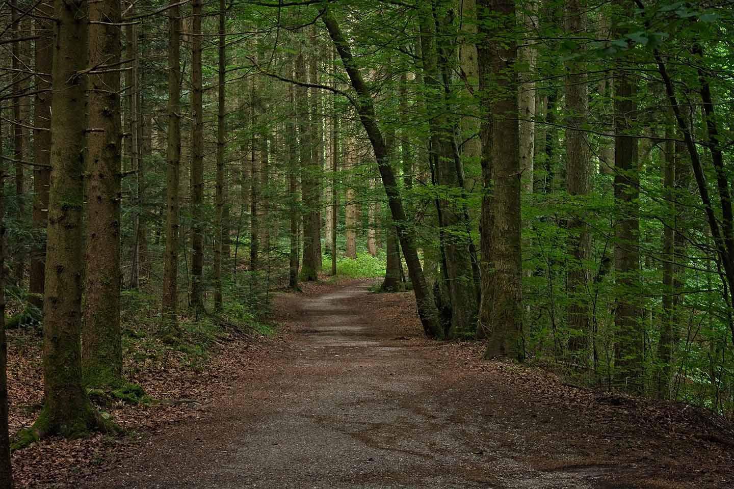 Ruta El Entrego - La Camperona