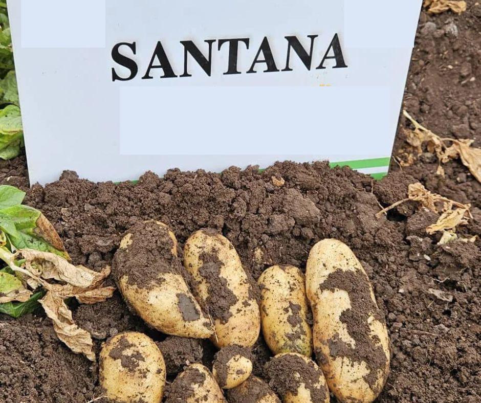 A Brief Fascinating Story of Santana Potato & Its Journey in India ...